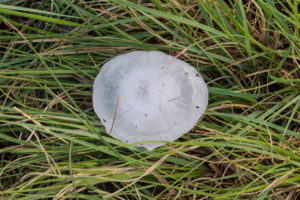 Grêle : formation et caractéristiques des grêlons | Chasseurs d'Orages